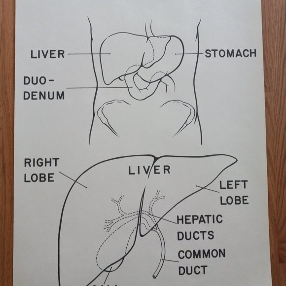Matthew Bender Anatomy Charts | Art | Vintage 961 Matthew Bender ...